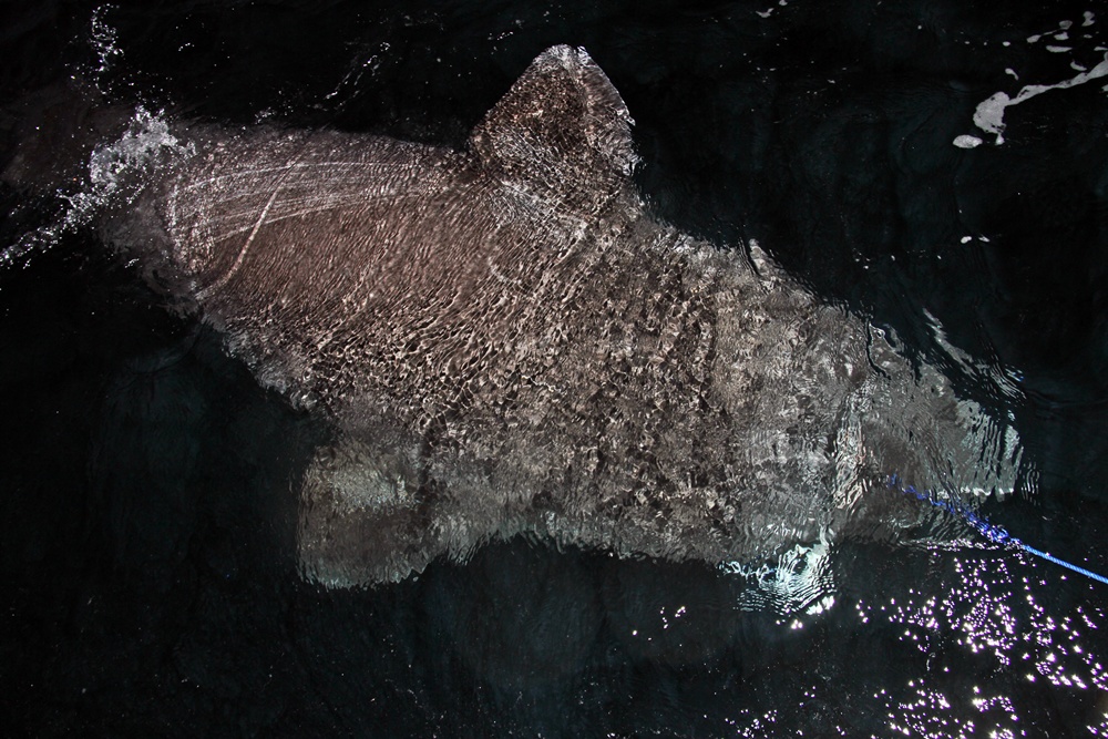 Three years since I caught Europe’s biggest fish - Asgeir Alvestad