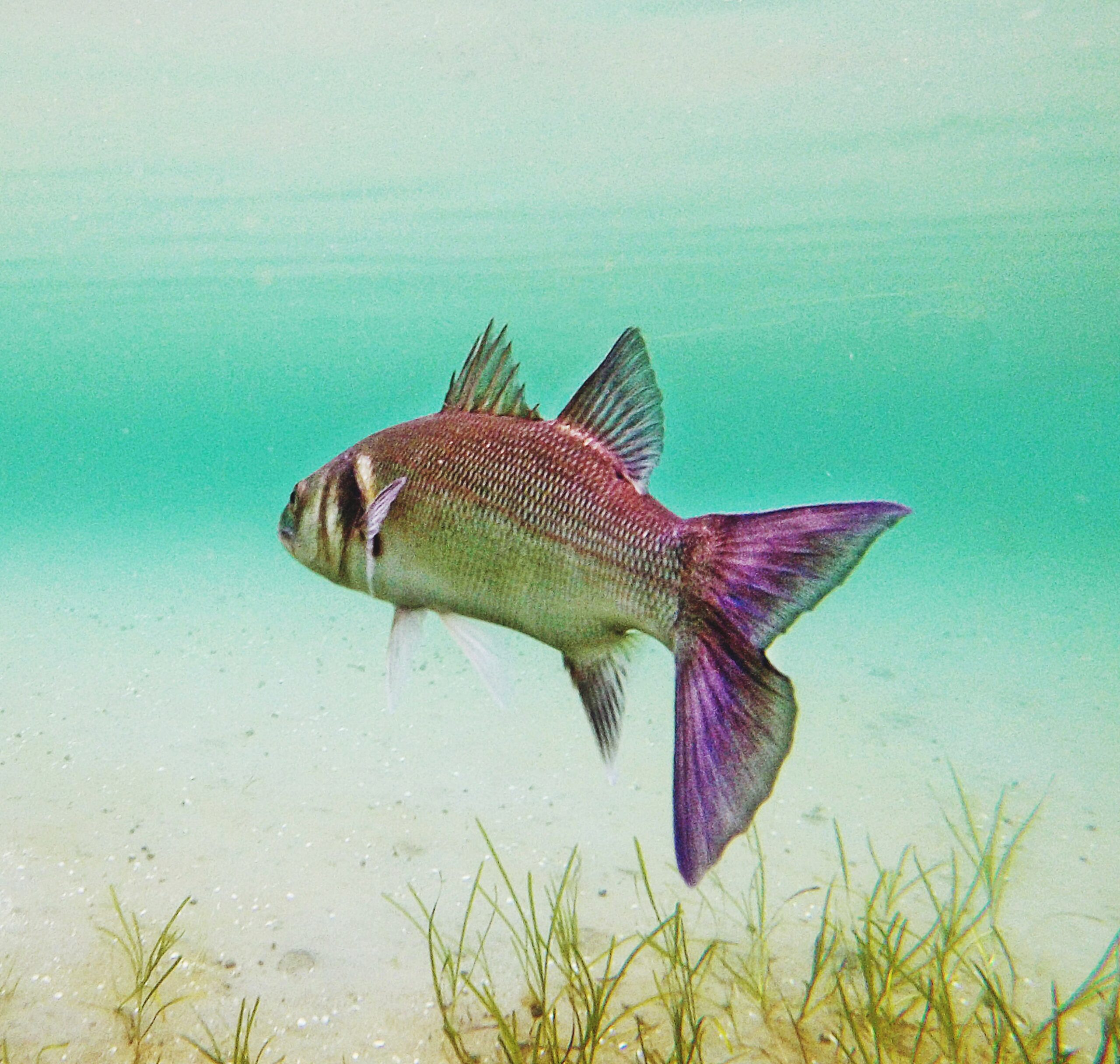 Tid for havabbor - Asgeir Alvestad