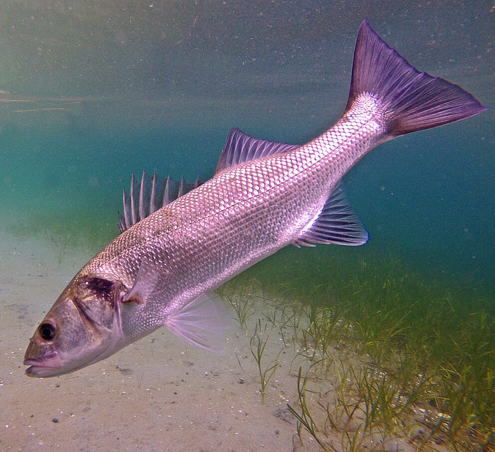 Tid for havabbor - Asgeir Alvestad